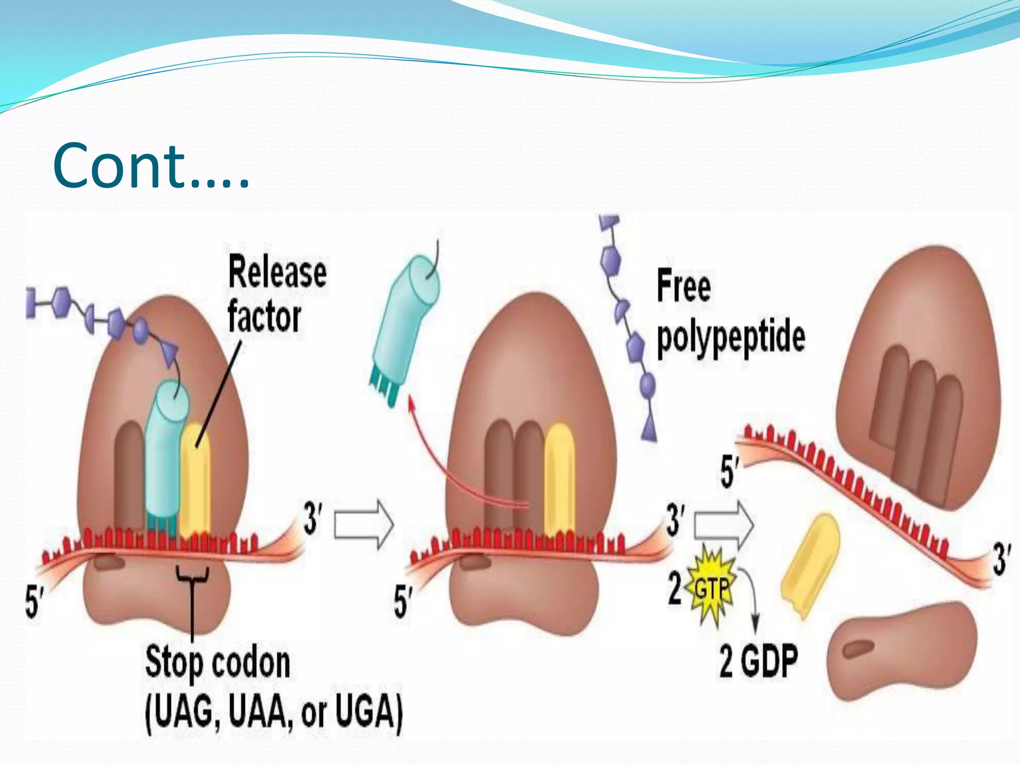 Translation in Prokaryotes and Eukaryotes | PDF