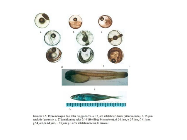 MATA KULIAH IKTIOLOGI PERTEMUAN KE 4.pptx