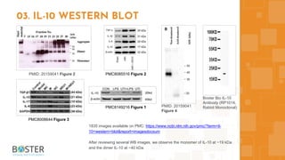 Learn IL-10 in 3 minutes | Interleukin 10 | PPTX