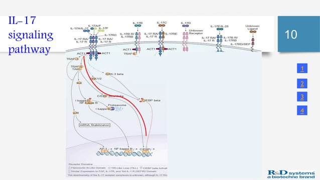 Il 17 signaling pathway a new therapeutic target | PPT