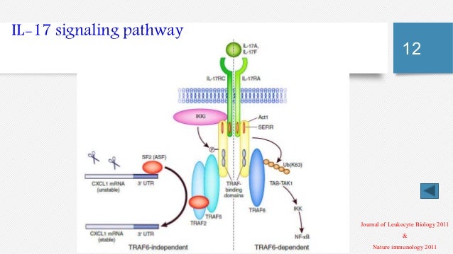 Il 17 signaling pathway a new therapeutic target