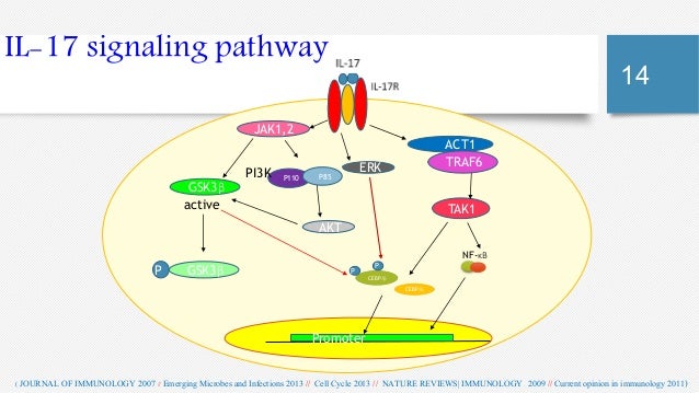 Il 17 signaling pathway a new therapeutic target