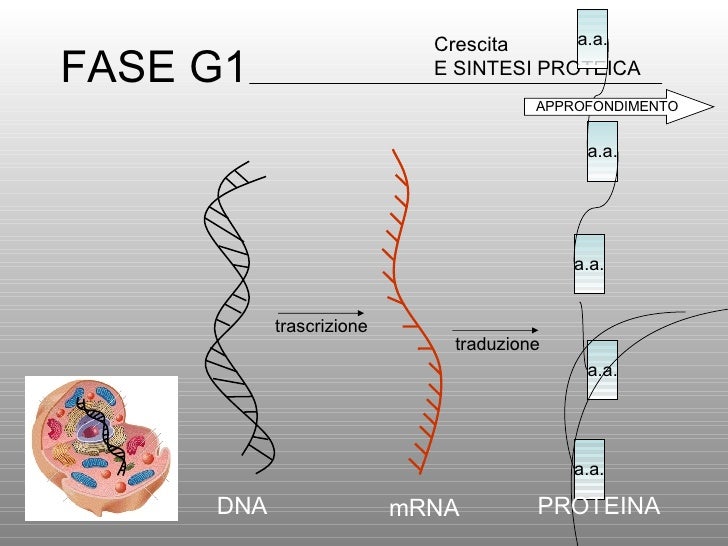 Il Ciclo Cellulare