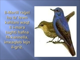 Il-Merill | PPT