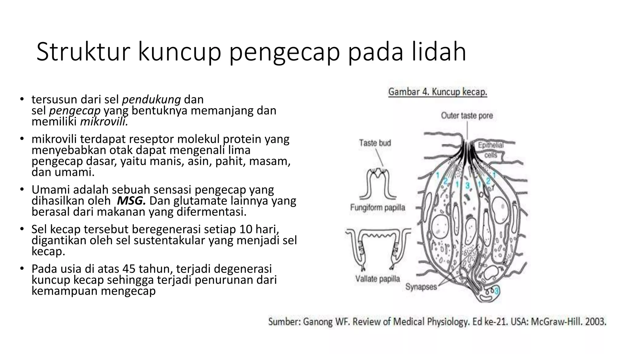 Anatomi & Fisiologi Lidah | PPTX