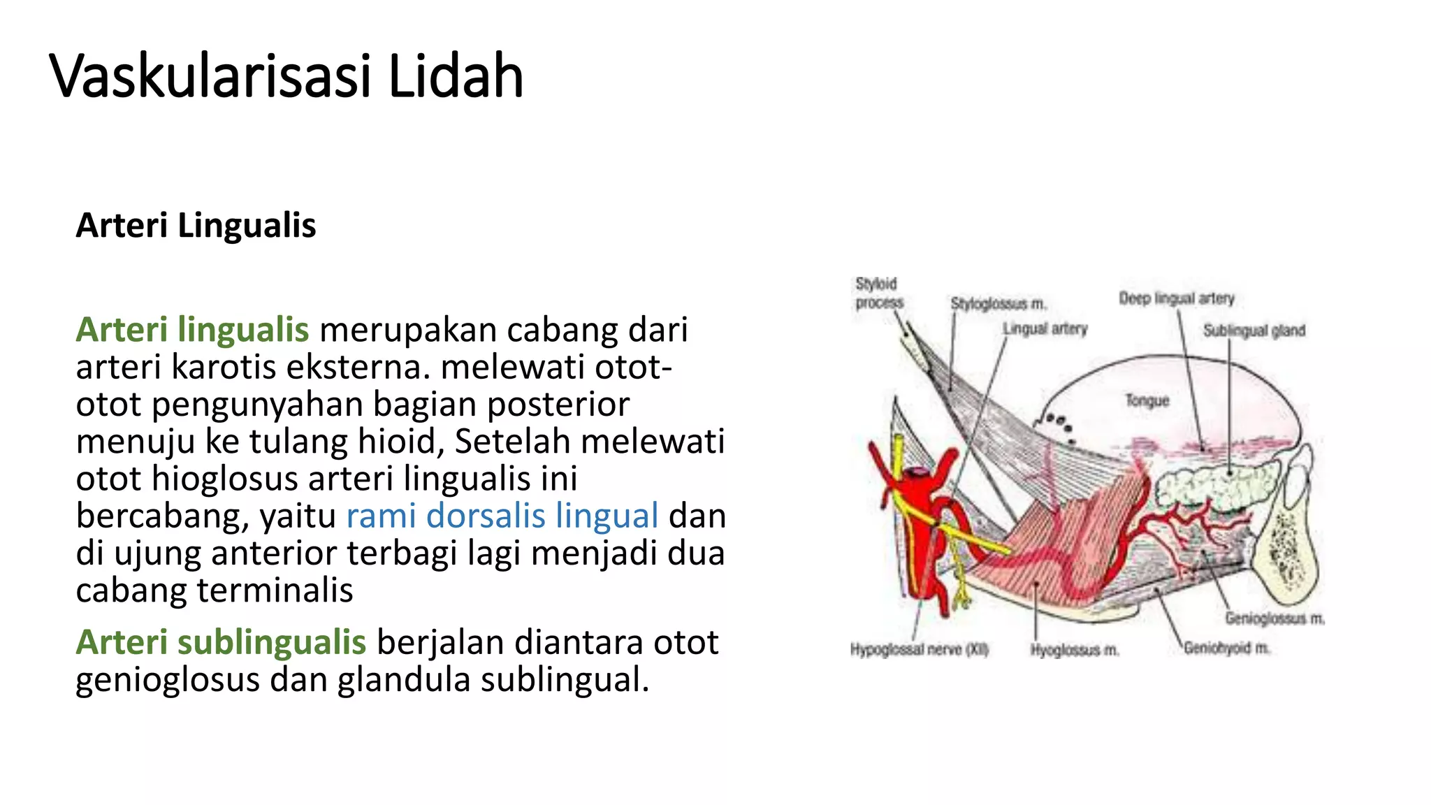 Anatomi & Fisiologi Lidah | PPTX
