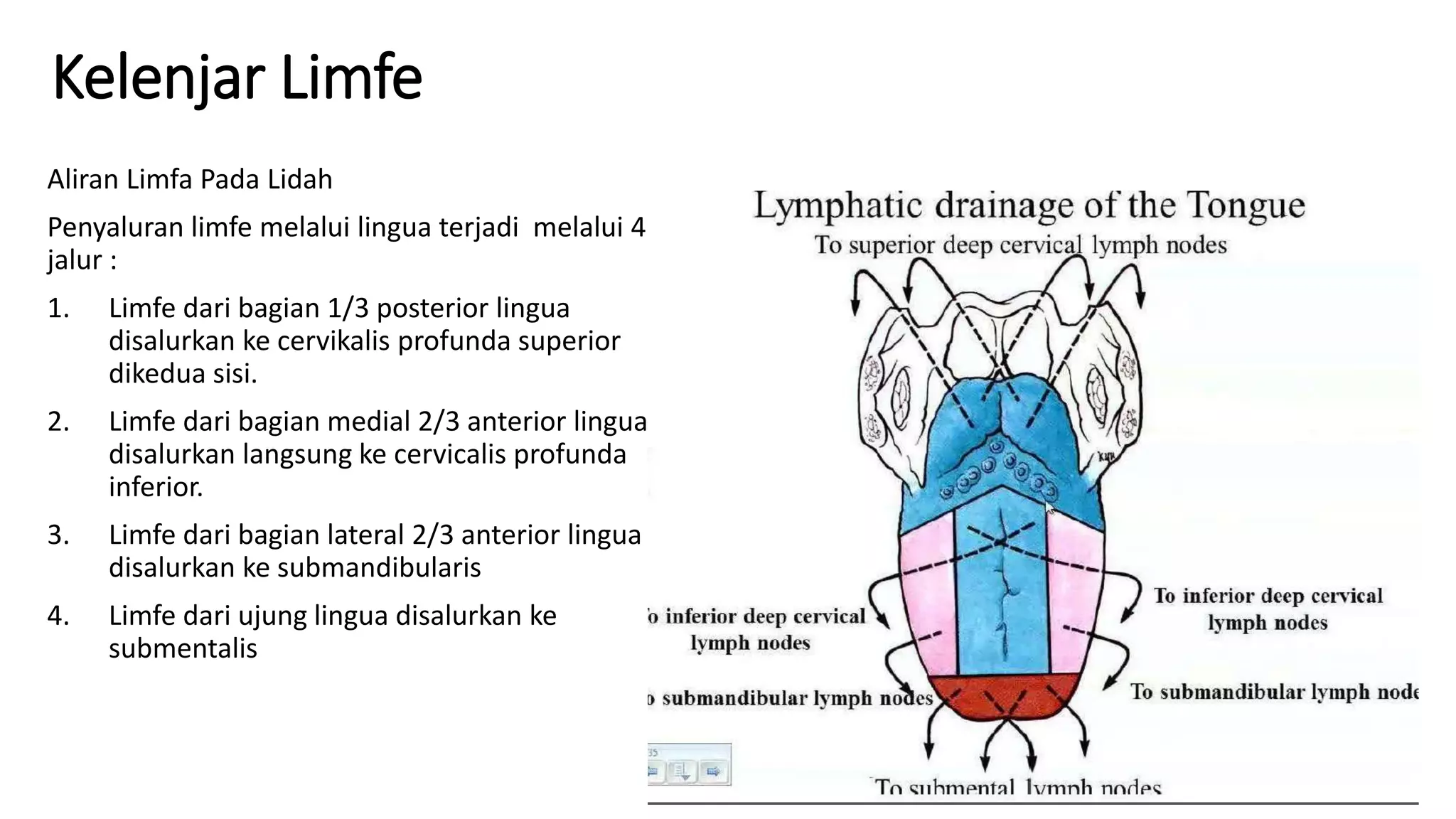 Anatomi & Fisiologi Lidah | PPTX