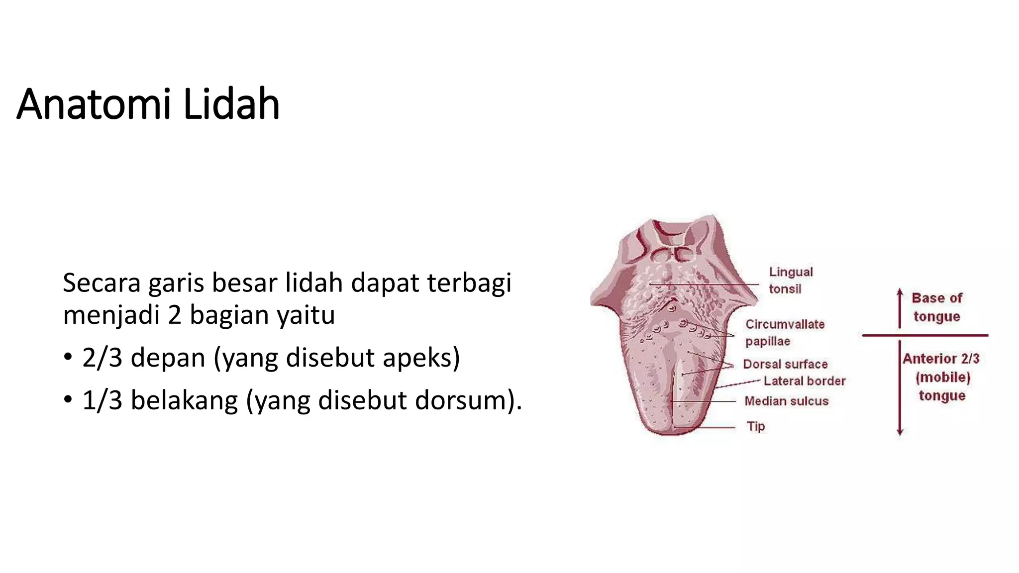 Anatomi & Fisiologi Lidah | PPTX