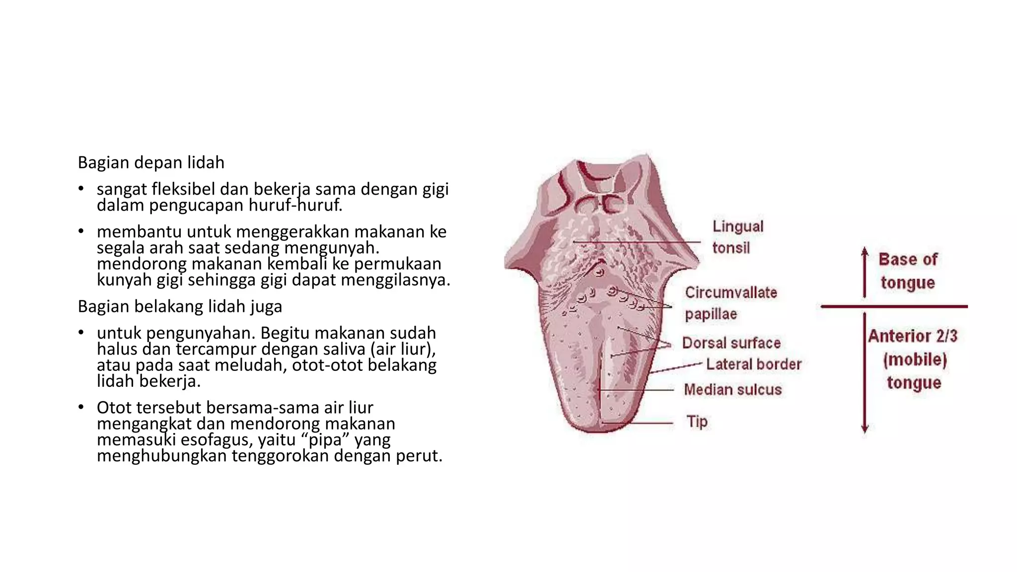 Anatomi & Fisiologi Lidah | PPTX