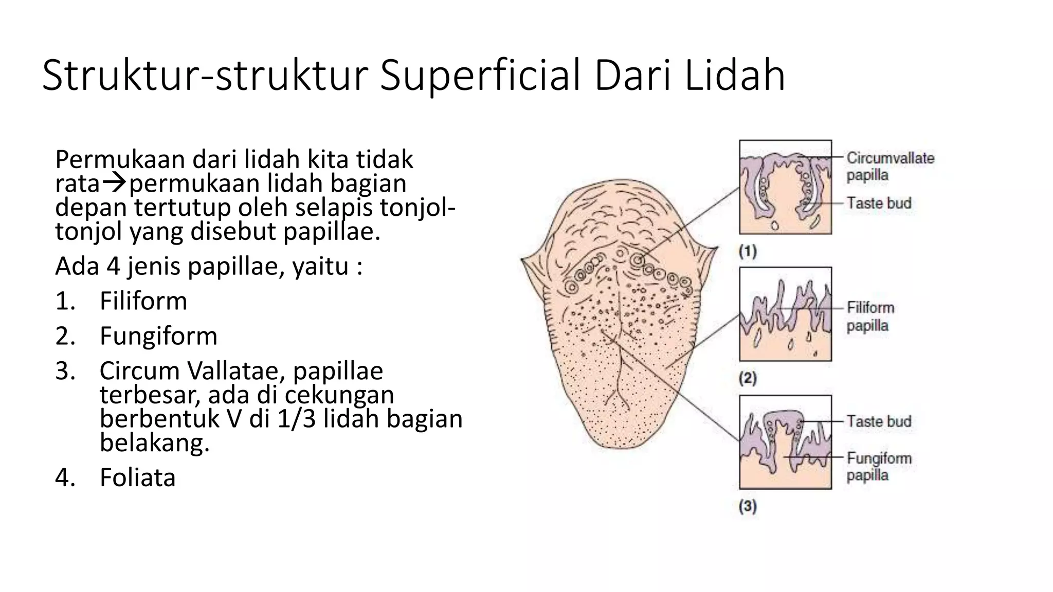 Anatomi & Fisiologi Lidah | PPTX