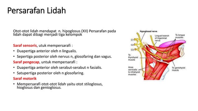 Anatomi & Fisiologi Lidah | PPTX