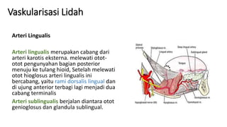 Anatomi & Fisiologi Lidah | PPTX