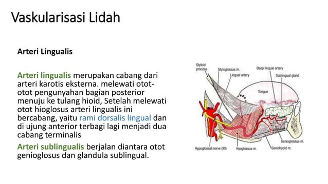Anatomi & Fisiologi Lidah | PPTX