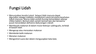Anatomi & Fisiologi Lidah | PPTX