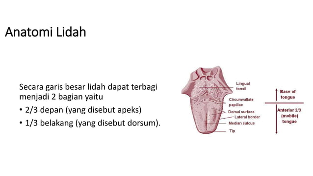 Anatomi & Fisiologi Lidah | PPTX