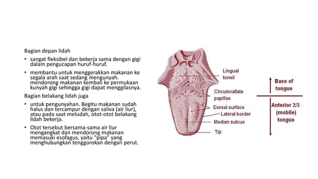 Anatomi & Fisiologi Lidah