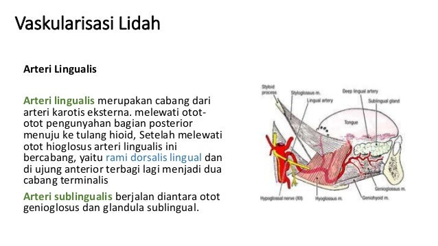 Anatomi & Fisiologi Lidah