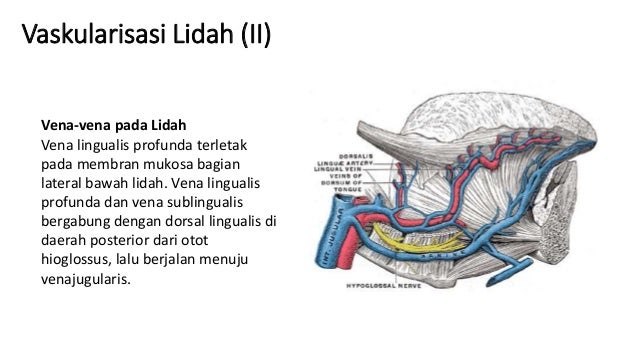 Anatomi & Fisiologi Lidah