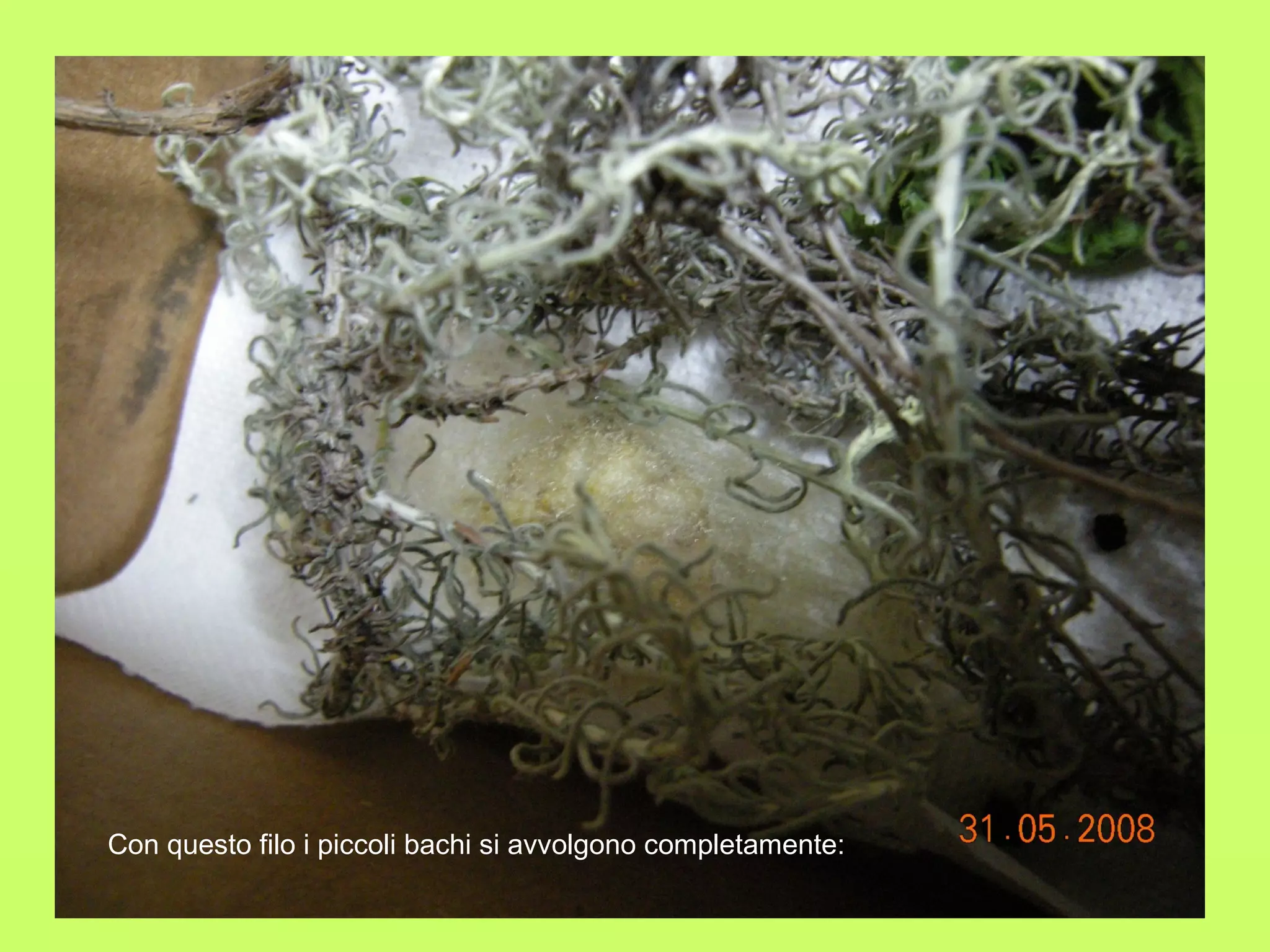 Il baco da seta | PPT