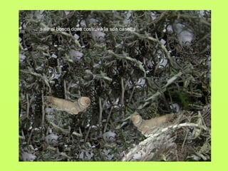 Il baco da seta | PPT