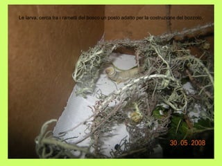 Il baco da seta | PPT