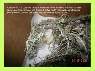 Il baco da seta | PPT