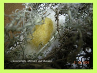 Il baco da seta | PPT