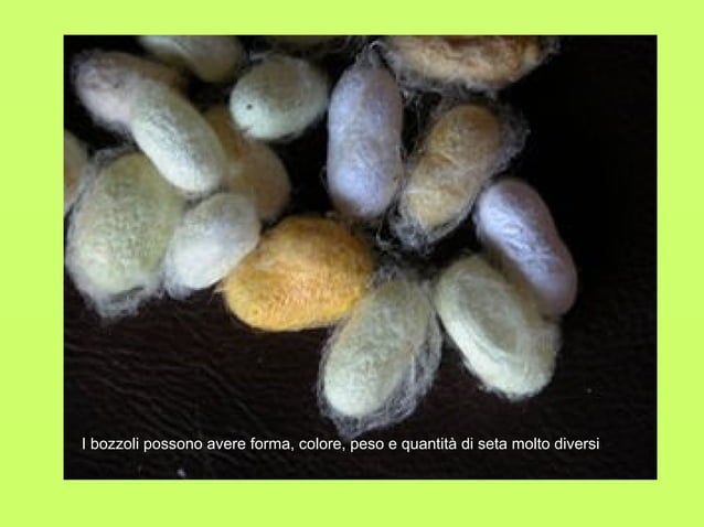 Il baco da seta | PPT