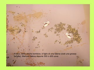 Il baco da seta | PPT