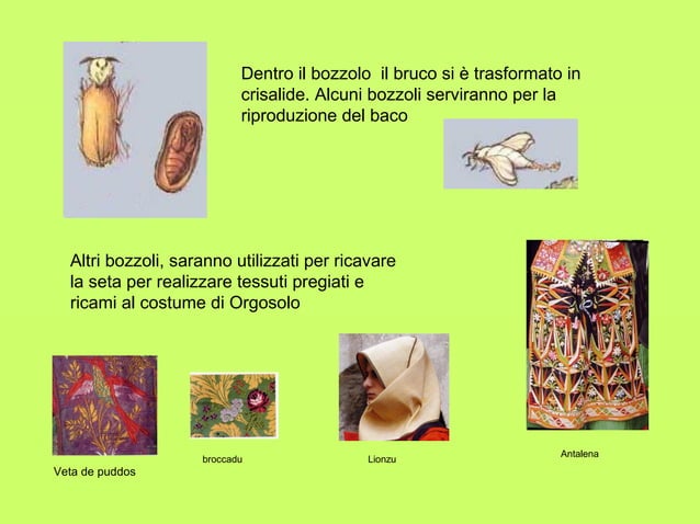 Il baco da seta | PPT