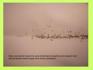 Il baco da seta | PPT