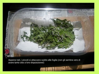 Il baco da seta | PPT