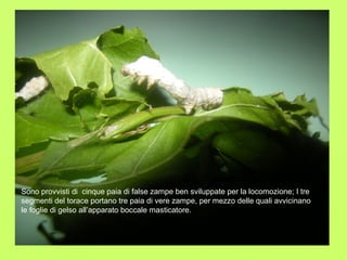 Il baco da seta | PPT