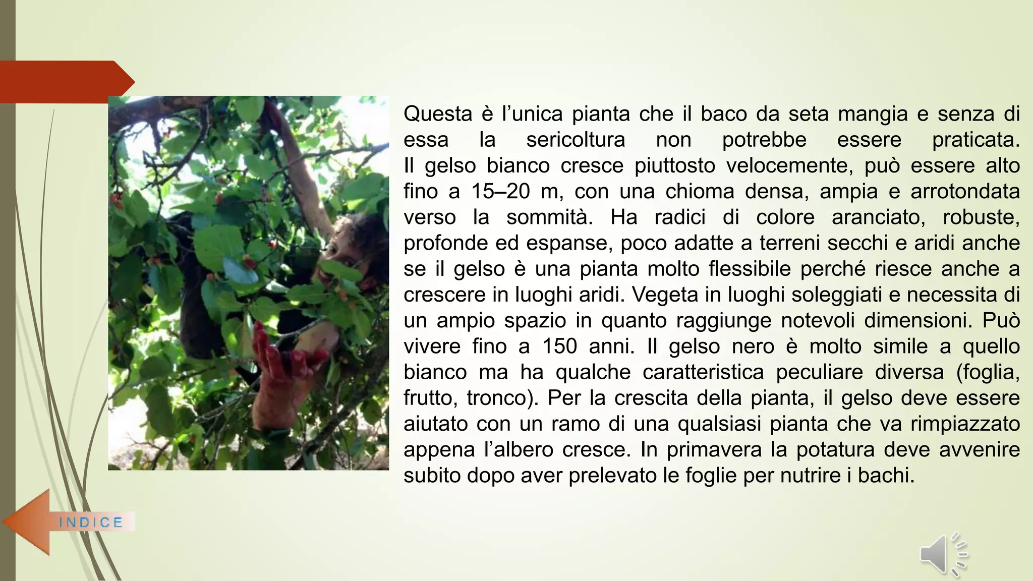 Il bacofloro | PPTX | Agriculture | Industries