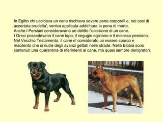 Il cane | PPT