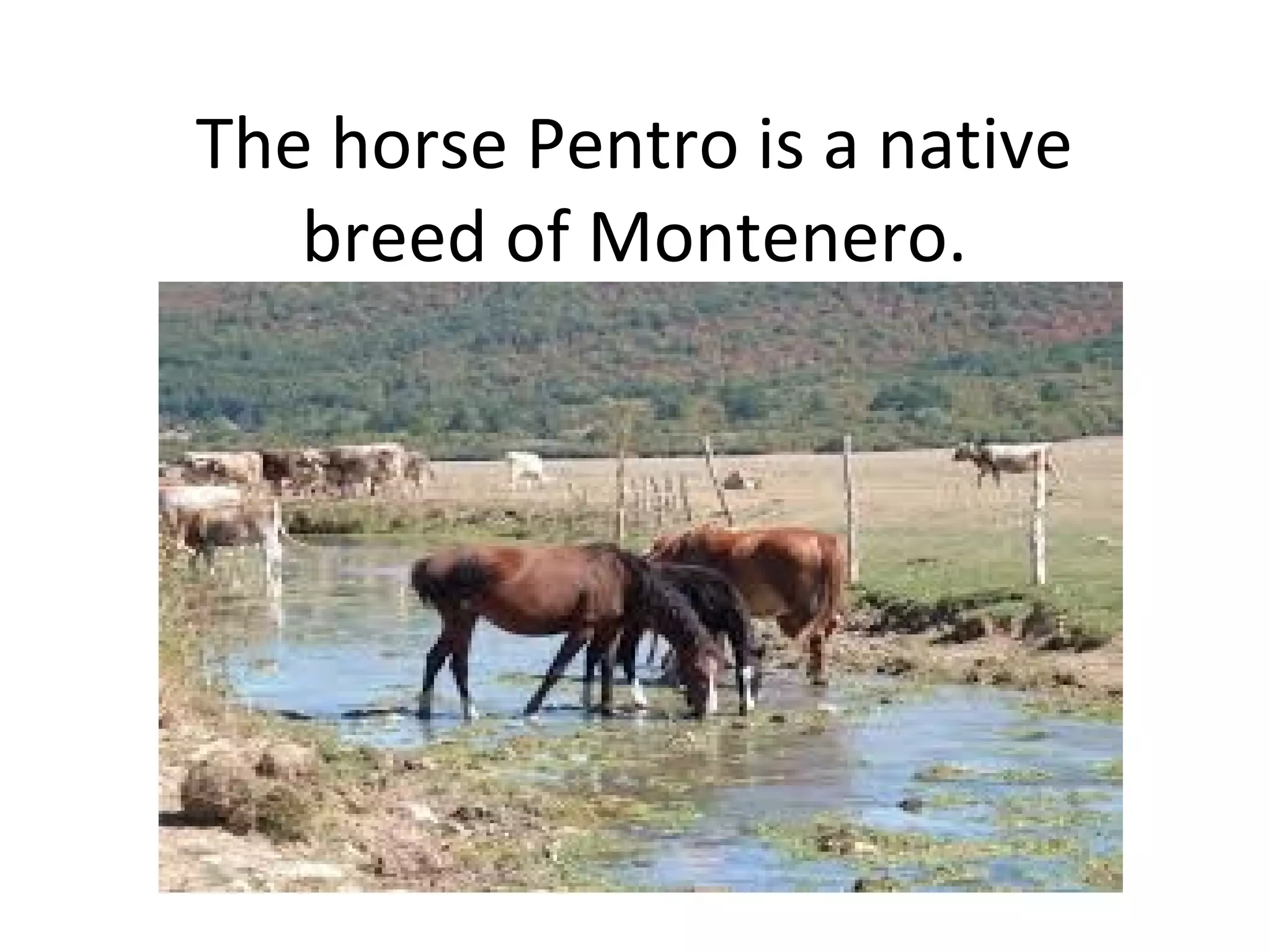 Il cavallo pentro | PPT