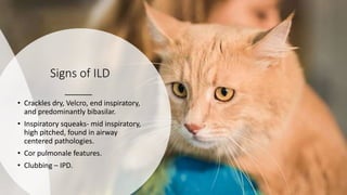 Interstitial Lung Disease | PPTX