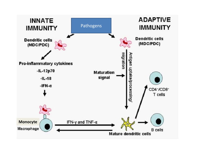 Immune Mechanisms of Inflamation in SJIA | PPTX