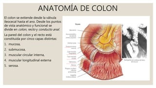 Ileostomía y colostomía | PPTX