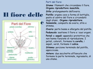 Il fiore | PPT