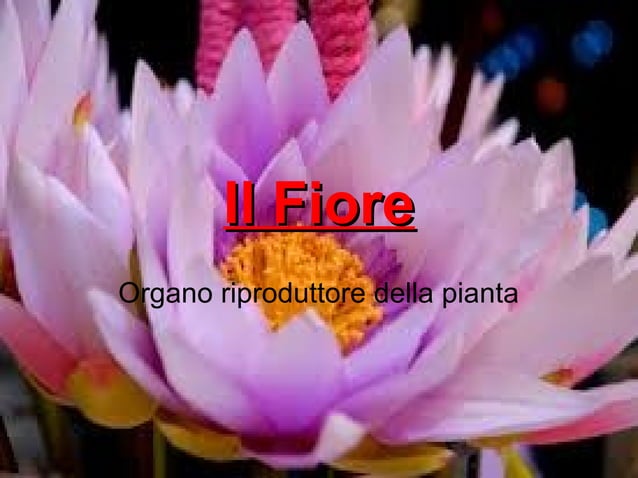 Il fiore | PPT