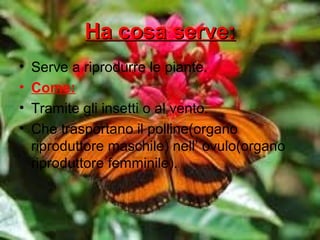Il fiore | PPT