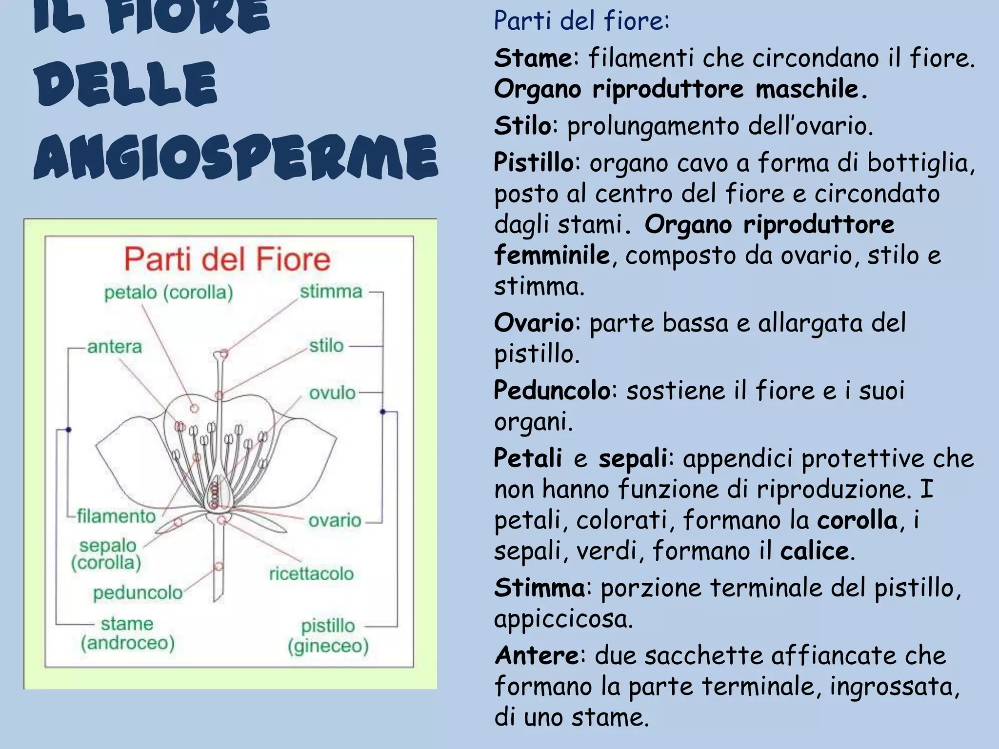 Il fiore | PPTX