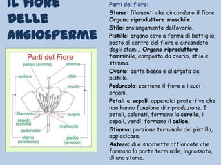 Il fiore | PPTX