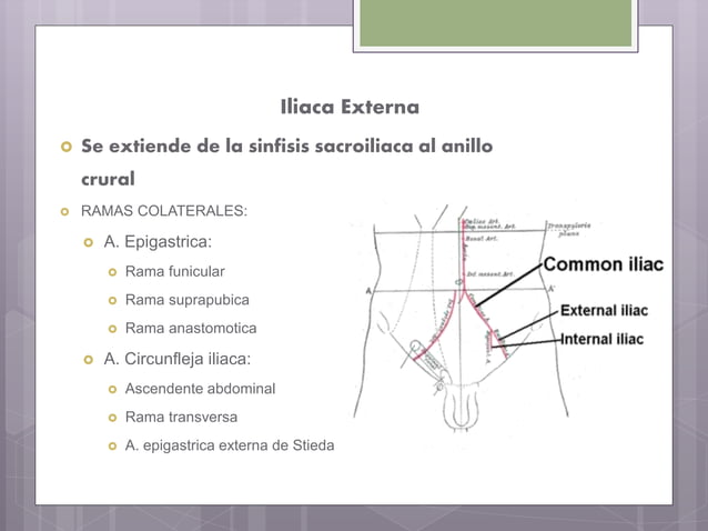 Anatomia Iliaca externa | PPT