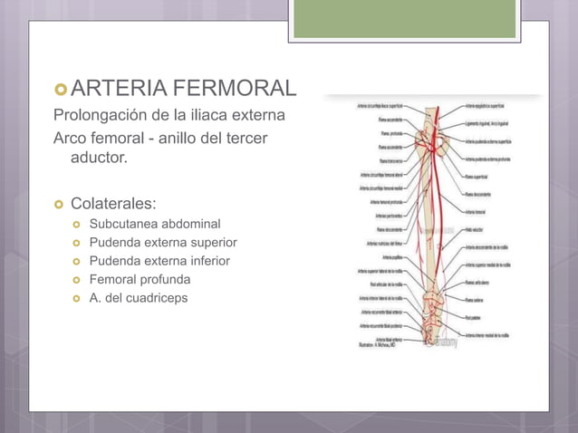 Anatomia Iliaca externa | PPT
