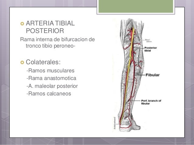 Anatomia Iliaca externa