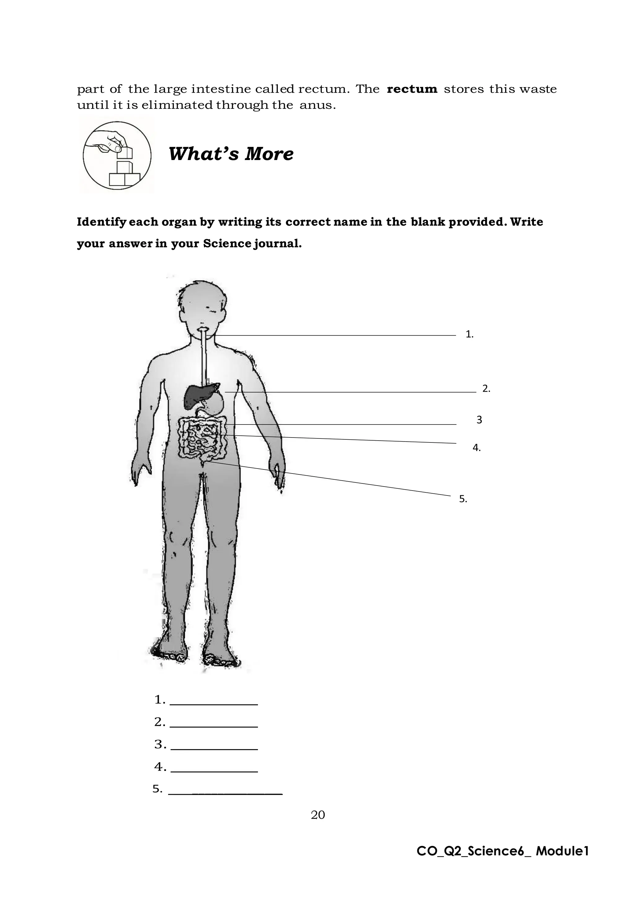 ilide.info-science-quarter-2-module-1-the-human-body-systems-pr ...