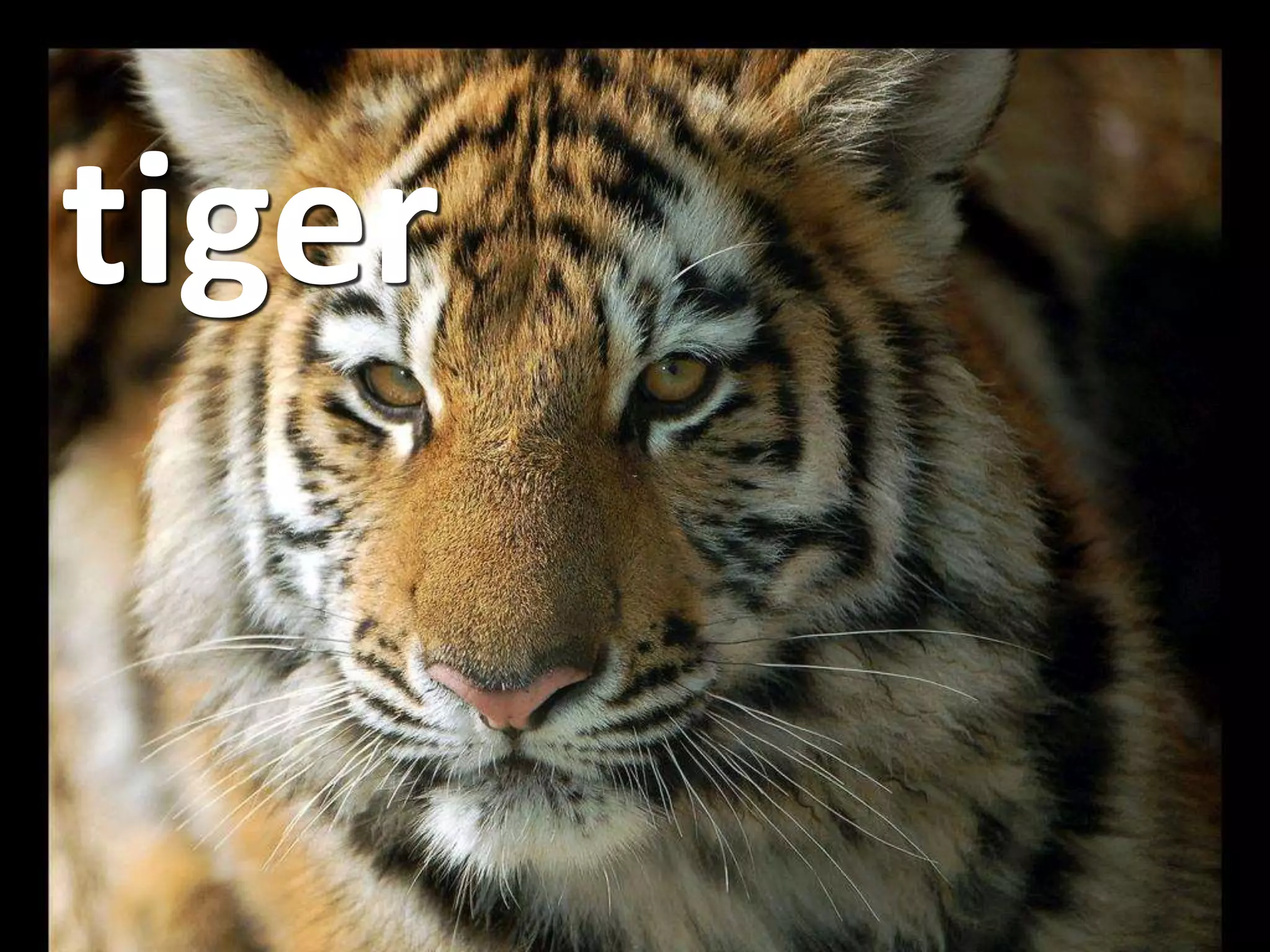 I love zoo animals | PPTX | Zoos & Aquariums | Attractions