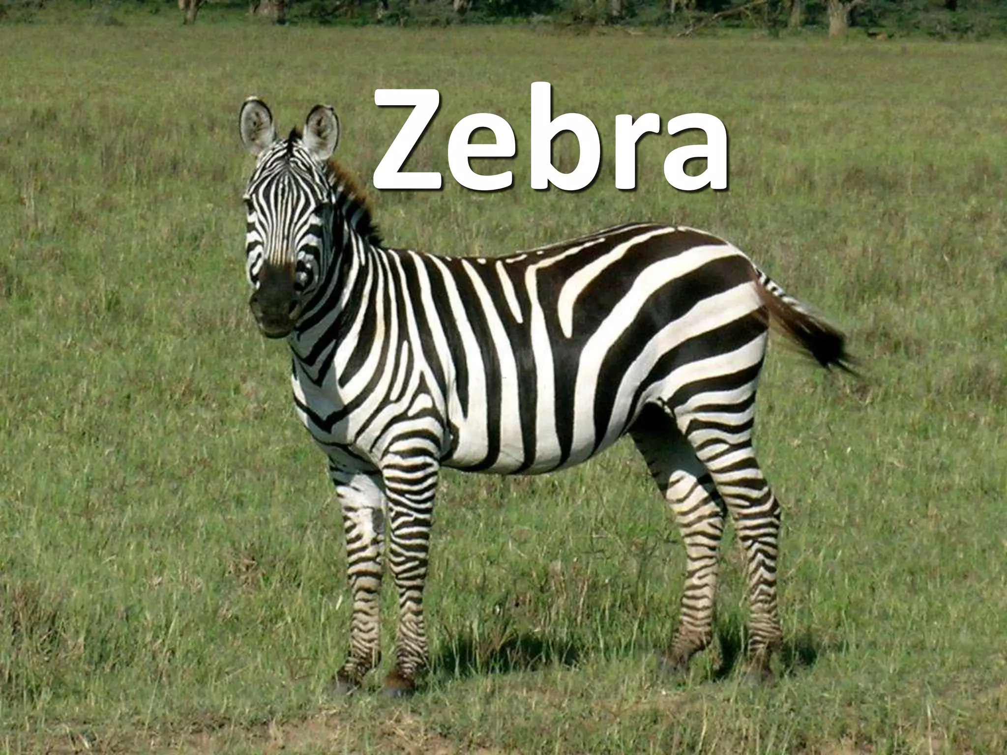 I love zoo animals | PPTX